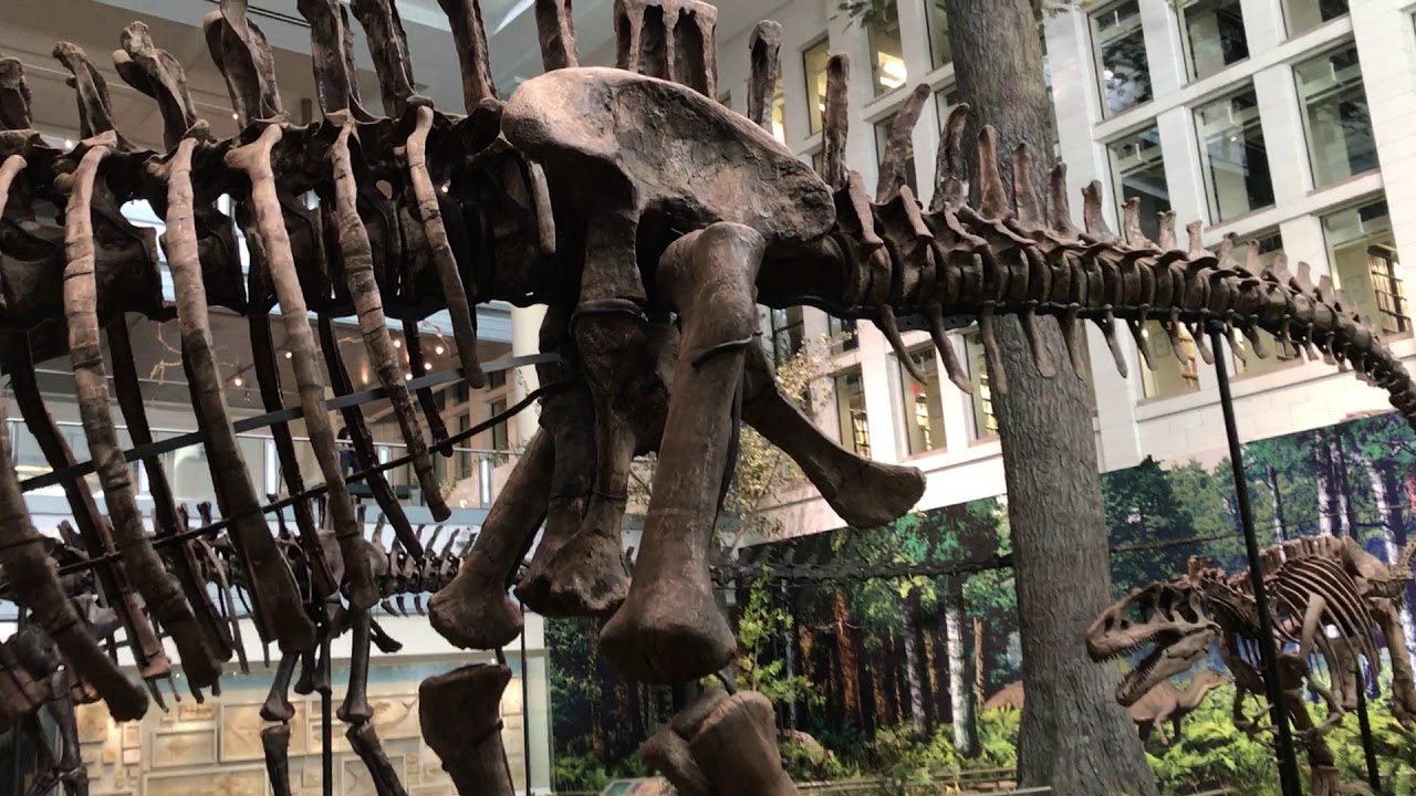 Apatosaurus Skeleton