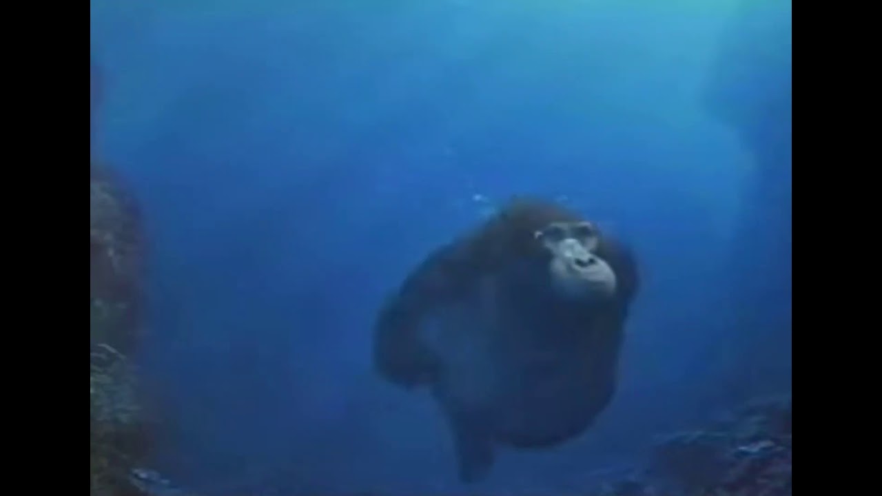 Macaco nadando na praia - YouTube