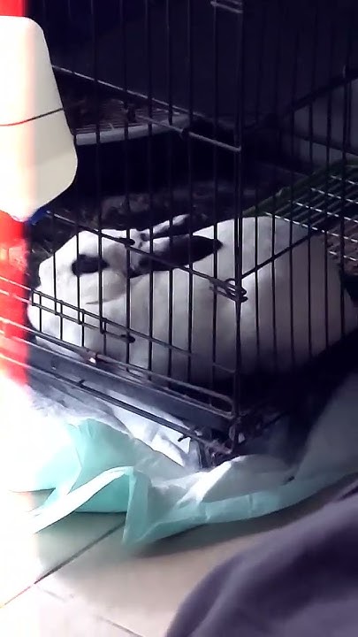 cubby pets - YouTube