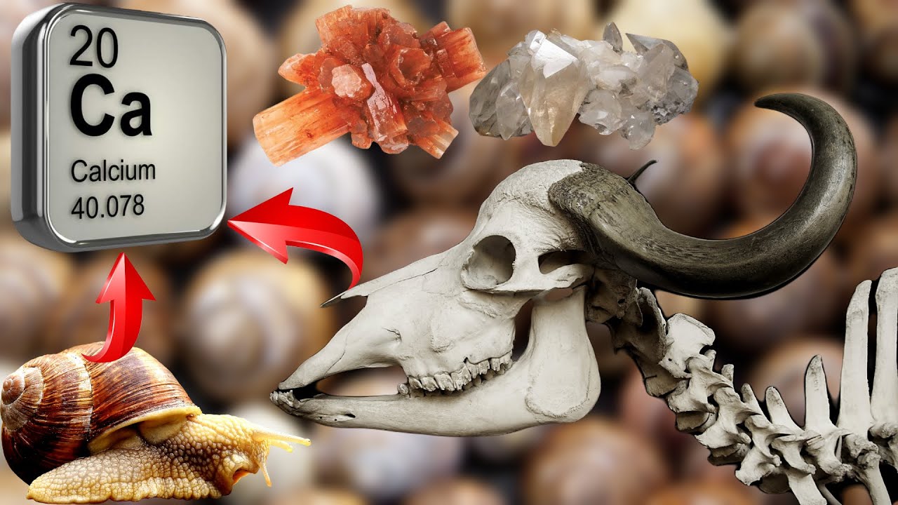 CALCIO el metal mas abundante del CUERPO HUMANO | ELEMENTOS de la tabla ...