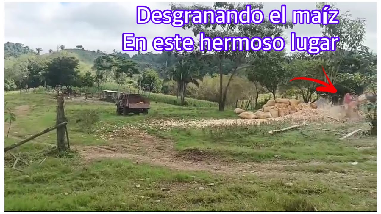Fuimos a desgranar el maíz en este lugar Hermoso campo #maiz # ...