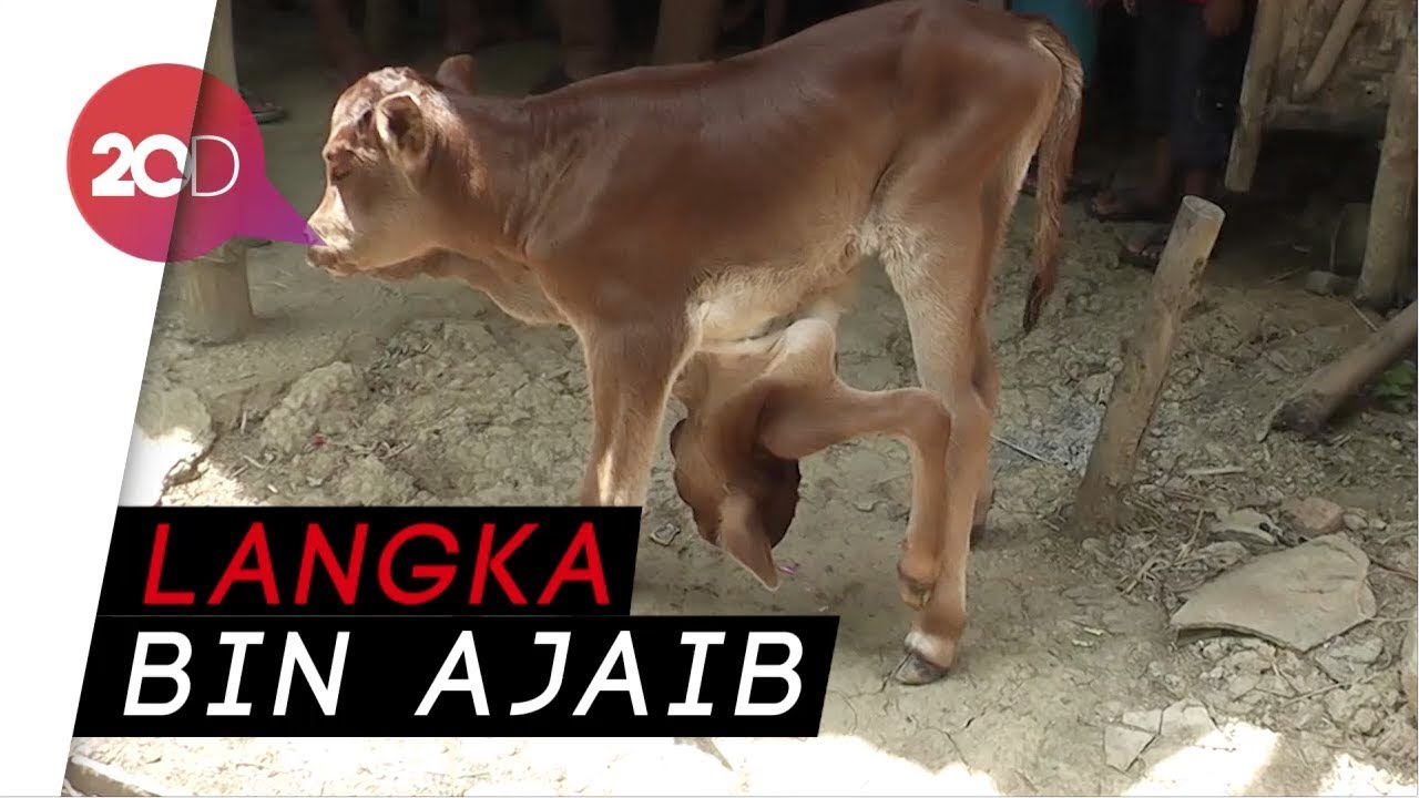 Heboh! Anak Sapi Berkepala Dua di Rembang - YouTube