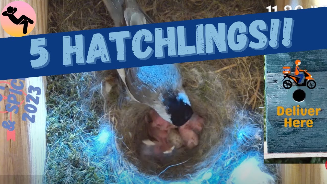 FIVE Hatchlings - Chickadee Nest Box Update 12 Day 41 - YouTube