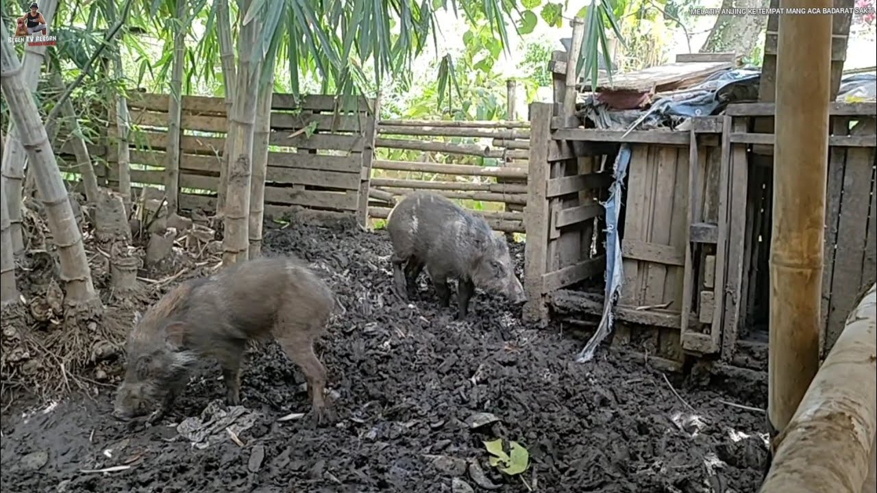 GAGAL TOTAL !!! NIAT MELATIH ANJING BERBURU GAK JADI !!! 2 EKOR BABI HUTAN JOTENK PIARAAN MANG ...