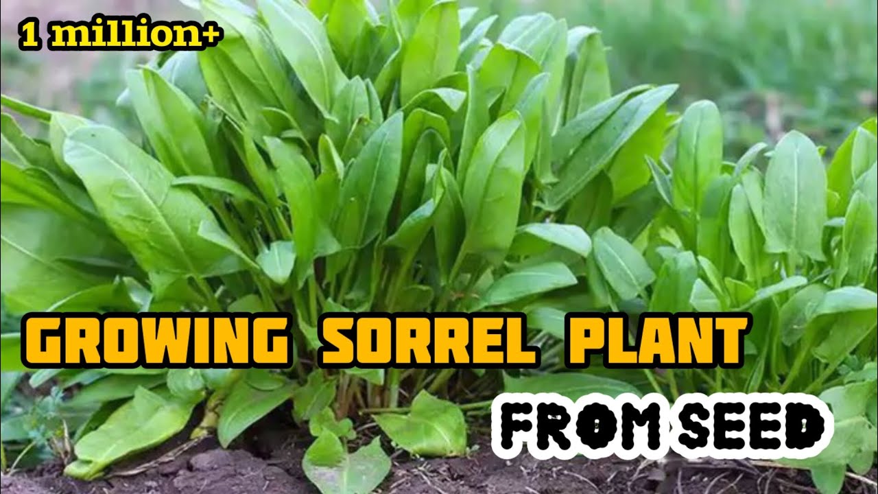 Growing Sorrel Plant From Seed | vegetables garden | gardening House ...