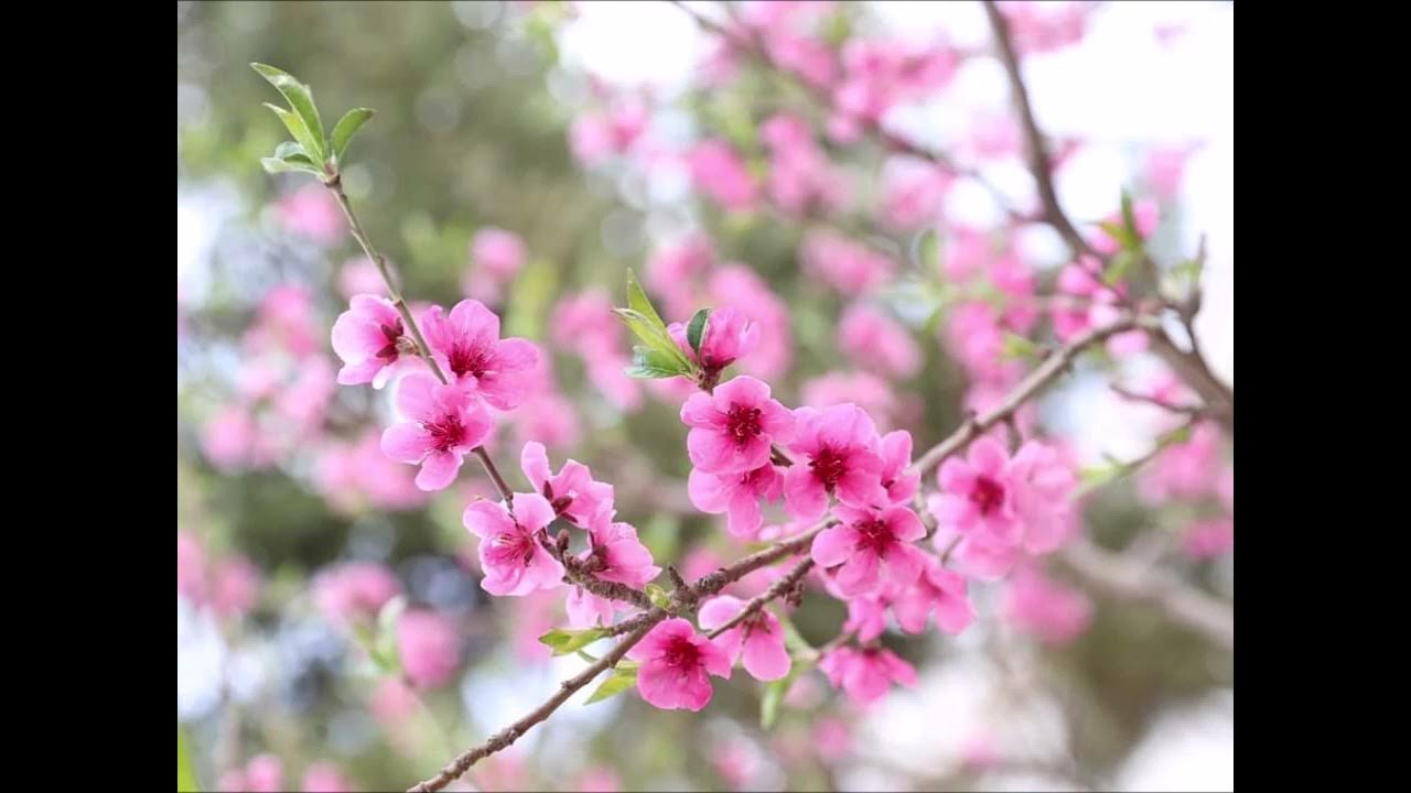 Spring is coming - YouTube