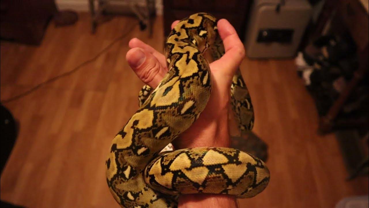 Sulawesi Reticulated Python Update (10/7/23) - YouTube