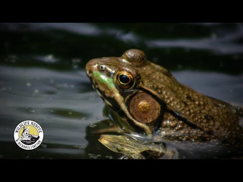 Bullfrog released after rehabilitation for fishing line injury - YouTube
