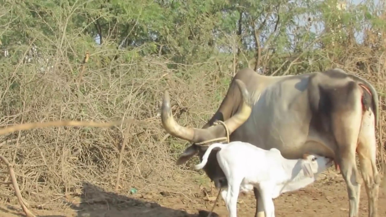 kankrej cows kutch - YouTube