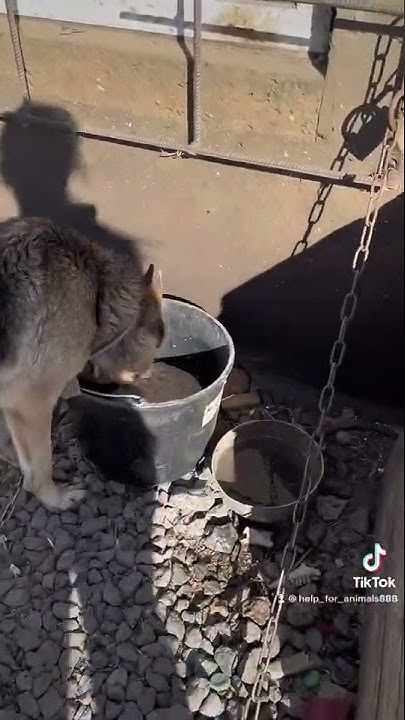 Спасение животных Помощь и кормление бездомных животных Жизнь в сёлах