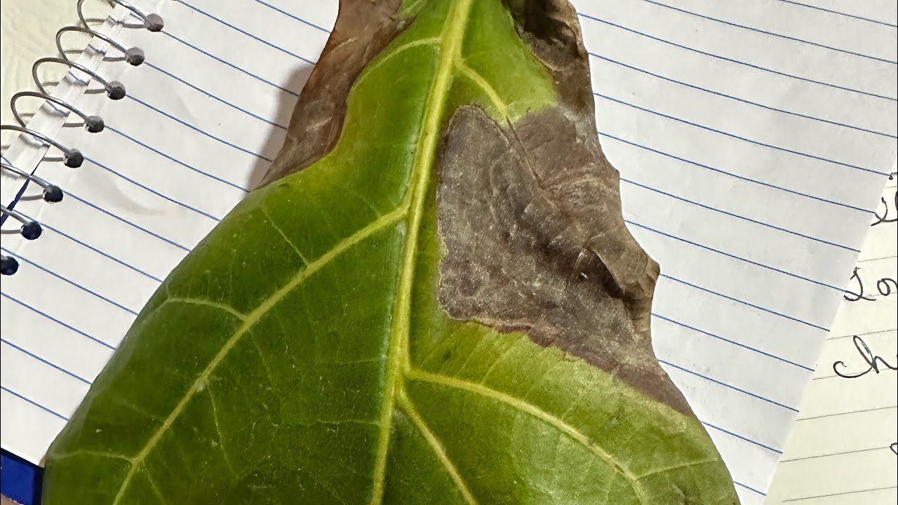 Plant Infestation - YouTube