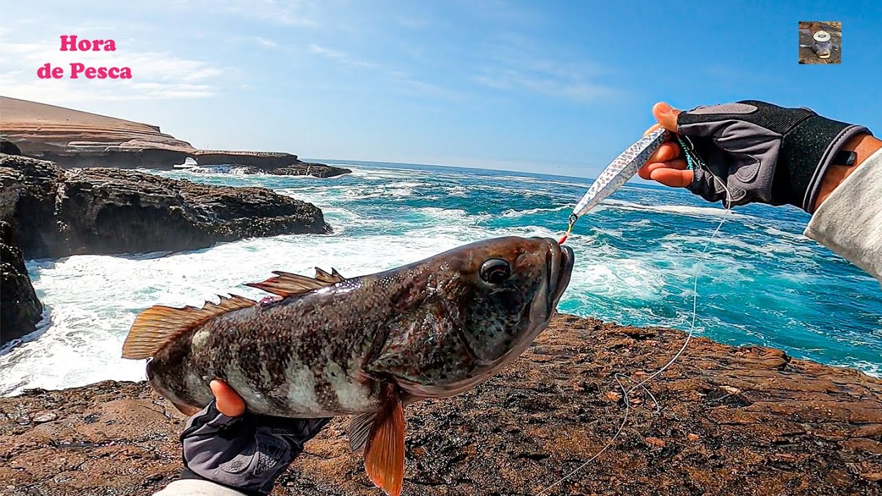 El jig un señuelo letal para pesca de cabrillas. // Whitehead fishing ...