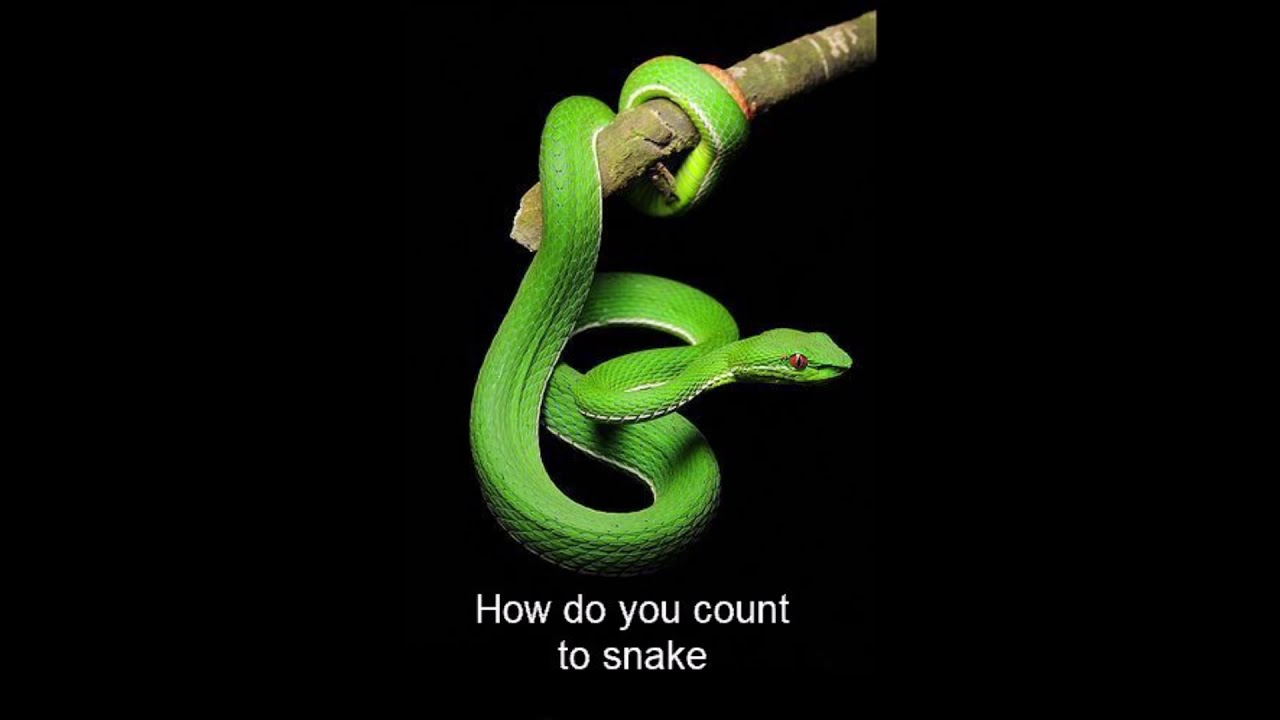 how to count to snake by numbers - YouTube
