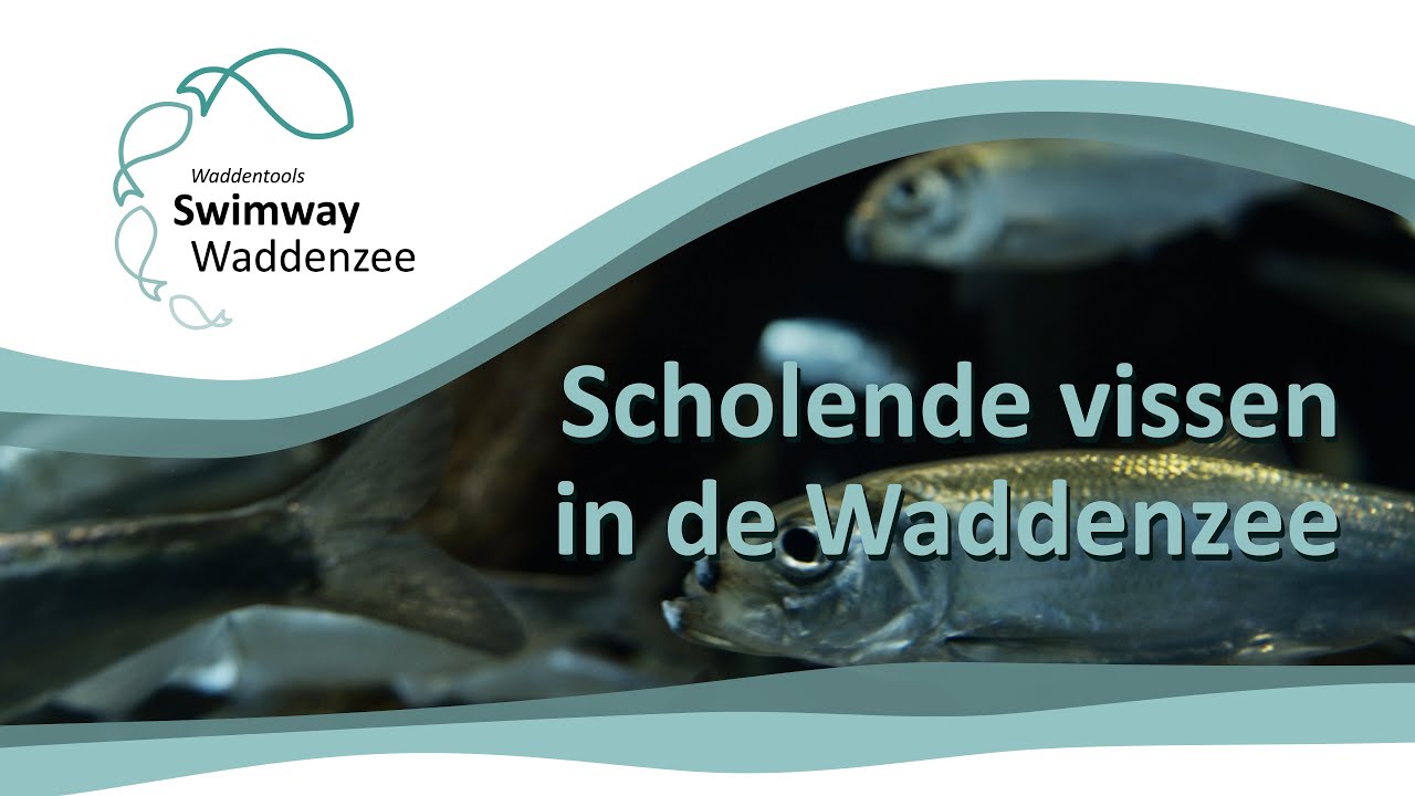 SWIMWAY WADDENZEE || Scholende vissen in de Waddenzee - YouTube