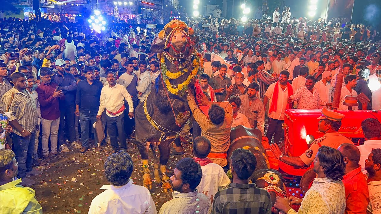 Yadav’s Sadar Festival at Narayanaguda 2023 | Sadar Sayyatta In ...