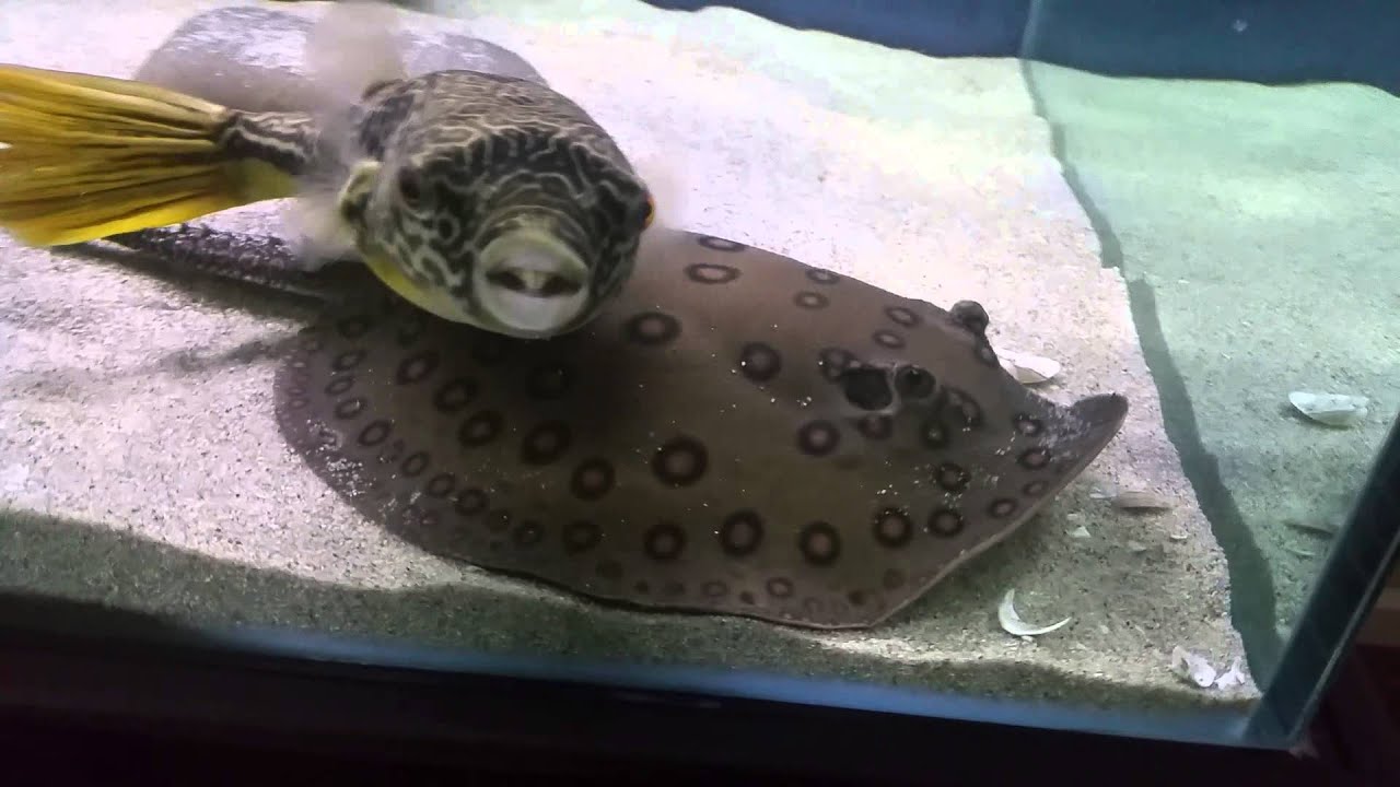 Mbu puffer Big Hurt eating clams - YouTube