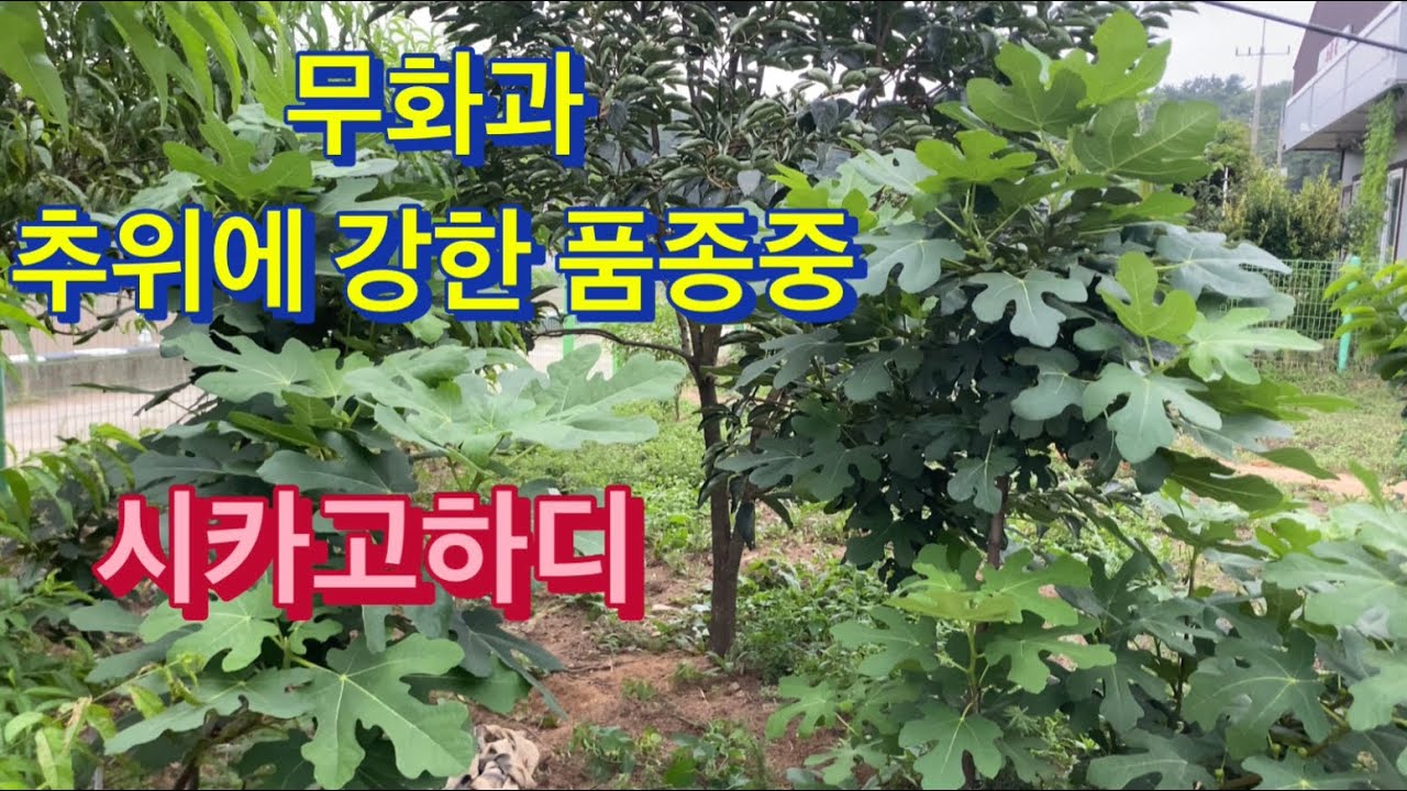 in korea fig tree chicago hardy variety very good growth. 무화과나무 시카고 하디 ...