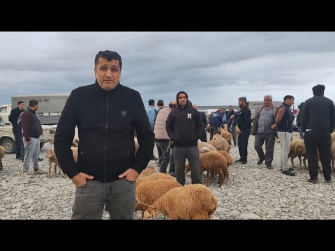 KÜRDƏMİR QOYUN VƏ MAL BAZARI  13-Oktyabr 2025 Ci İl.   051_070(888-82-81) #kurdemirmalbazari