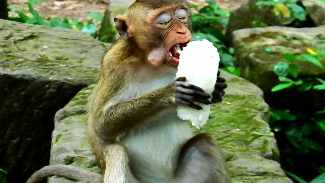 wow so Amazing Pixie eating big rice Looking so yummy - YouTube