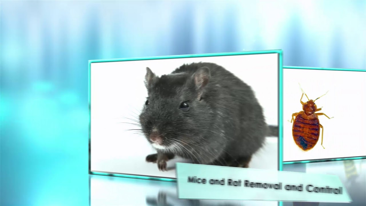 Highlands Ranch Family Pest Control - YouTube