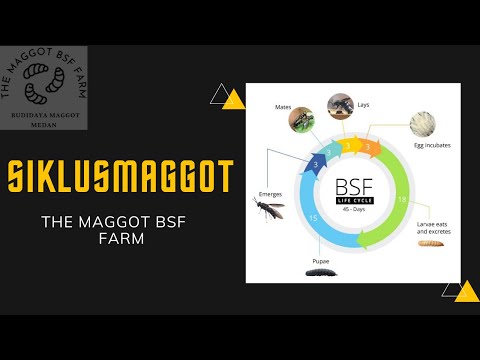 2.MENGENAL SIKLUS MAGGOT BSF - Medan Johor - YouTube