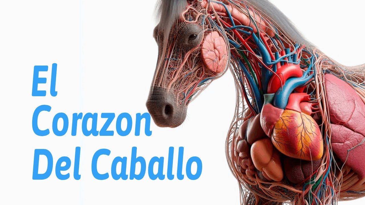 EL Corazon del Caballo. - YouTube