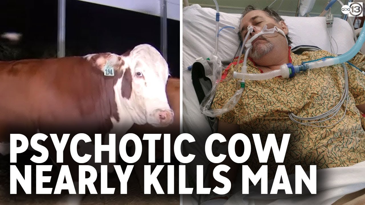 Psychotic Cow Attacked Man Twice And Nearly Killed Him Youtube