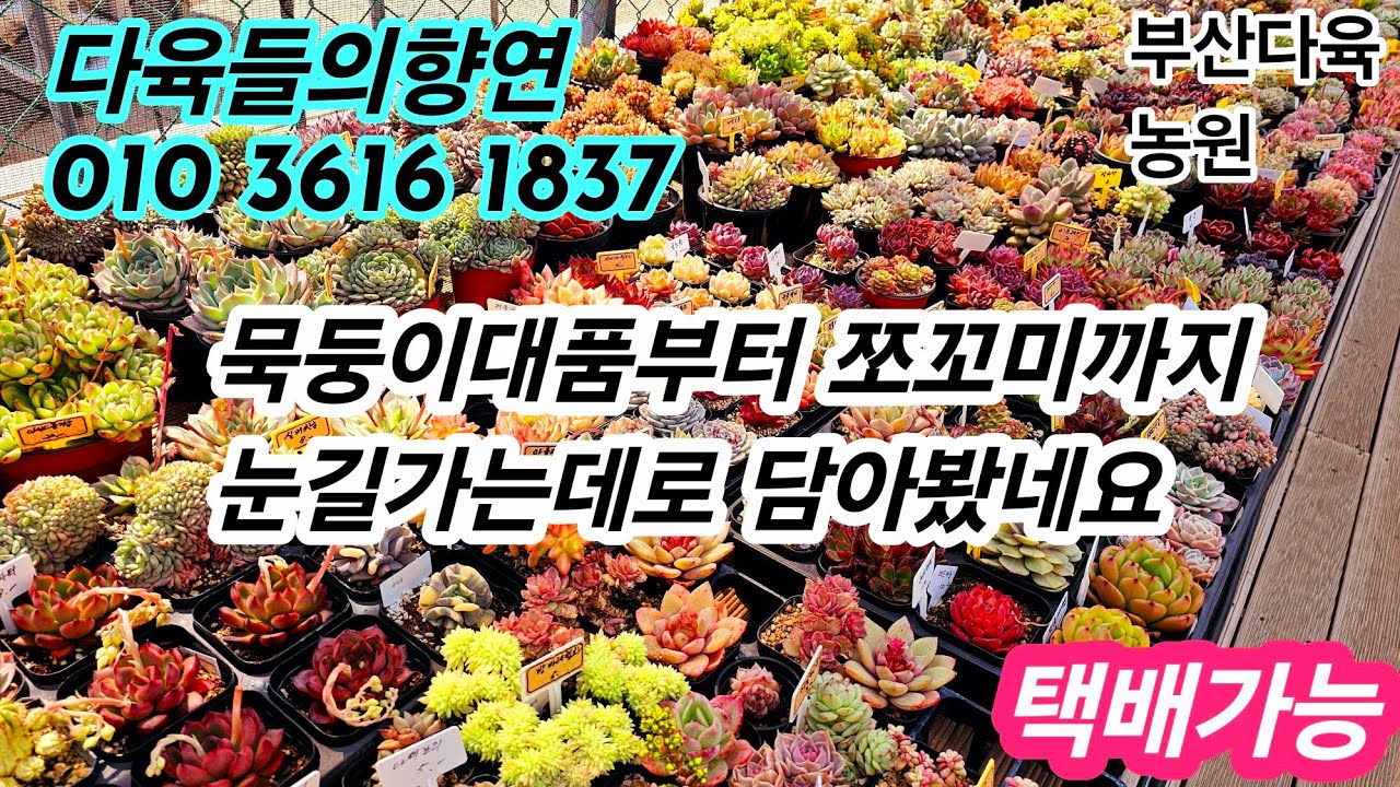 다육들의향연💖택배가능다육이종류가어마어마하게많은곳부산다육농원색감이 환상으로 이쁘네용엘비안토뉴진스던트라째금🌸254