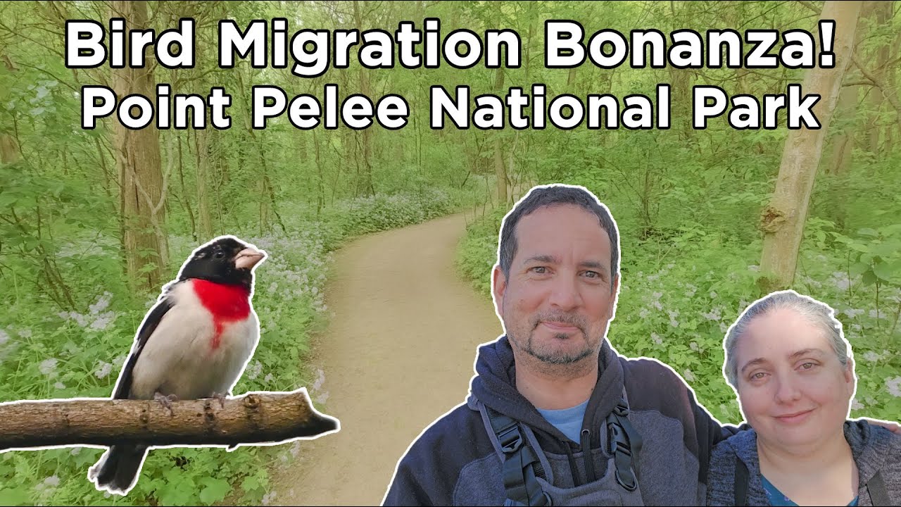 Bird Migration Bonanza at Point Pelee National Park with Warblers ...