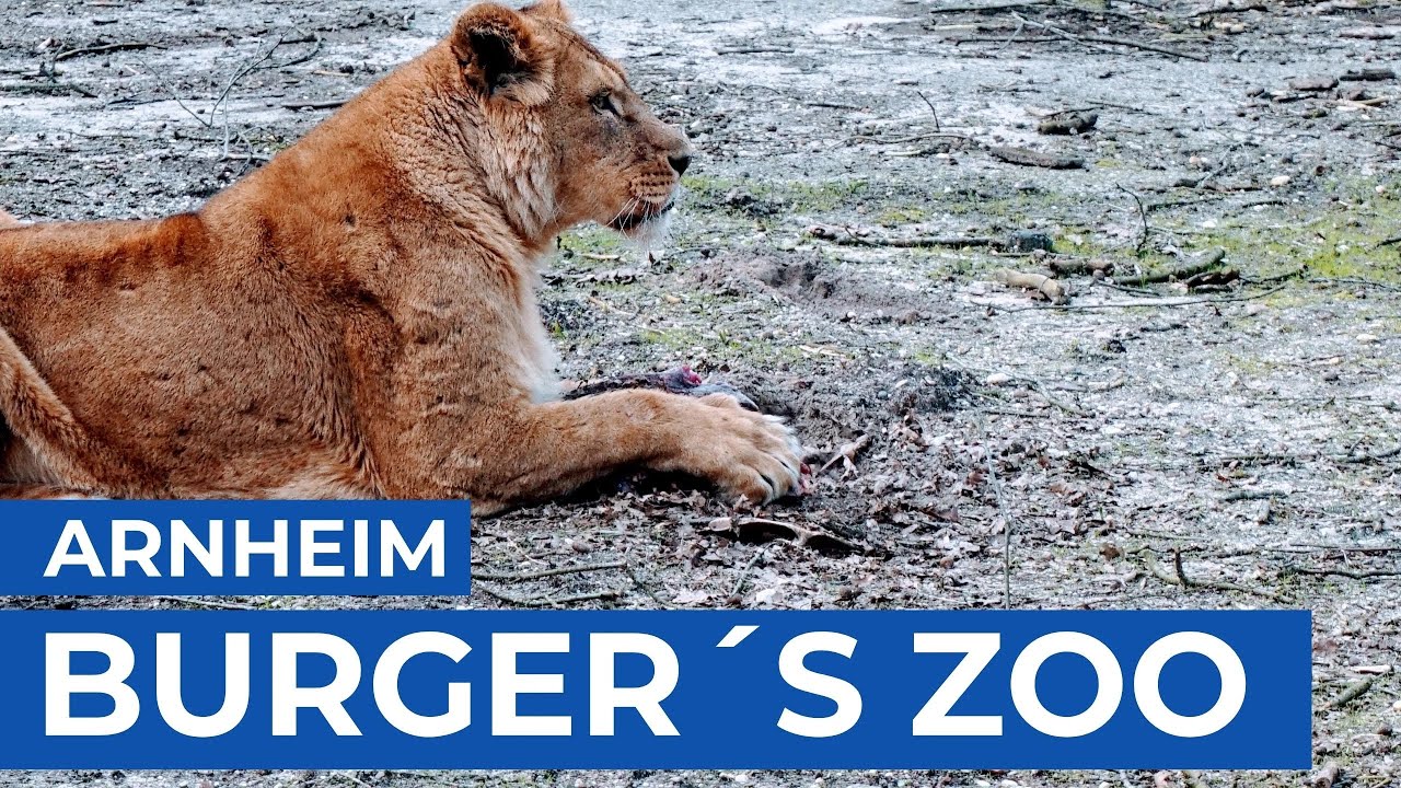 Burger´s Zoo | Hinter den Kulissen | Arnheim - YouTube