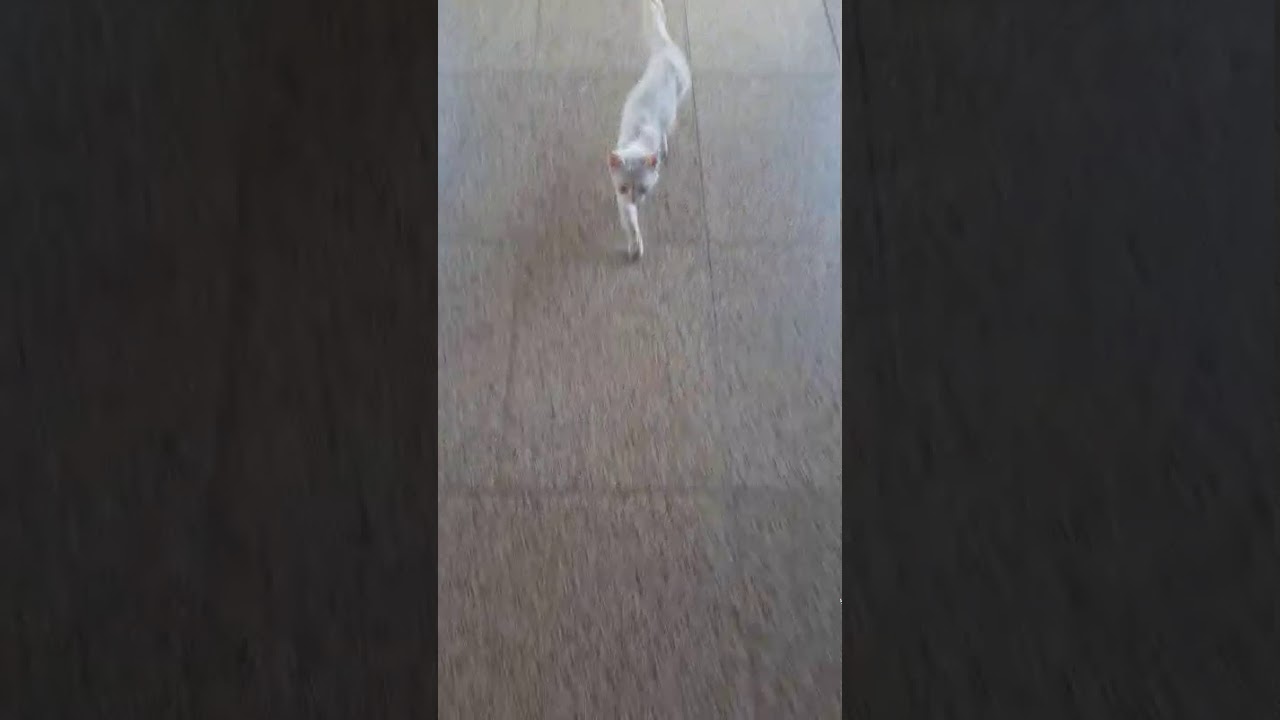 Cat takes Elevator - YouTube