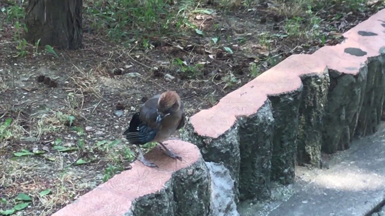 Nodding bird!! - YouTube