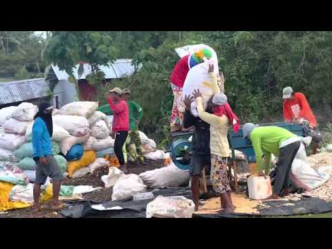 Harvesting Corn In The Philippines…. From Corn Field To Shelling And ...