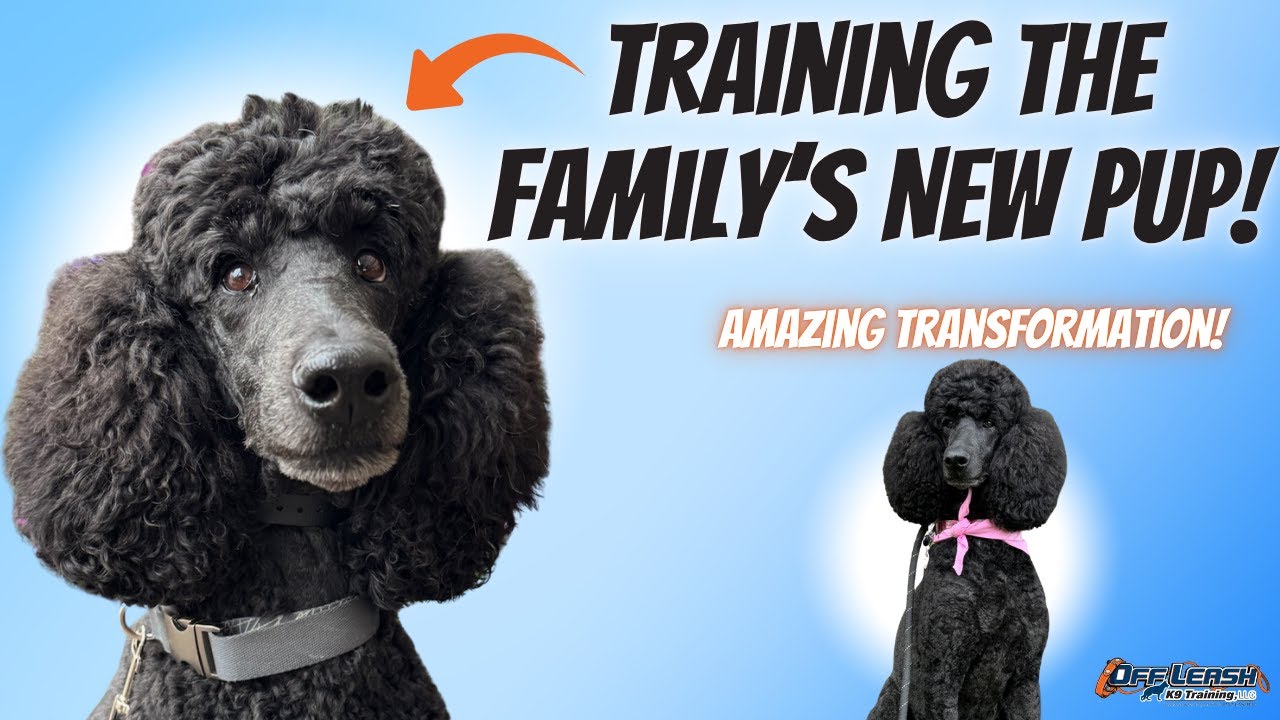 From Anxious to Confident! AMAZING Poodle Transformation - YouTube