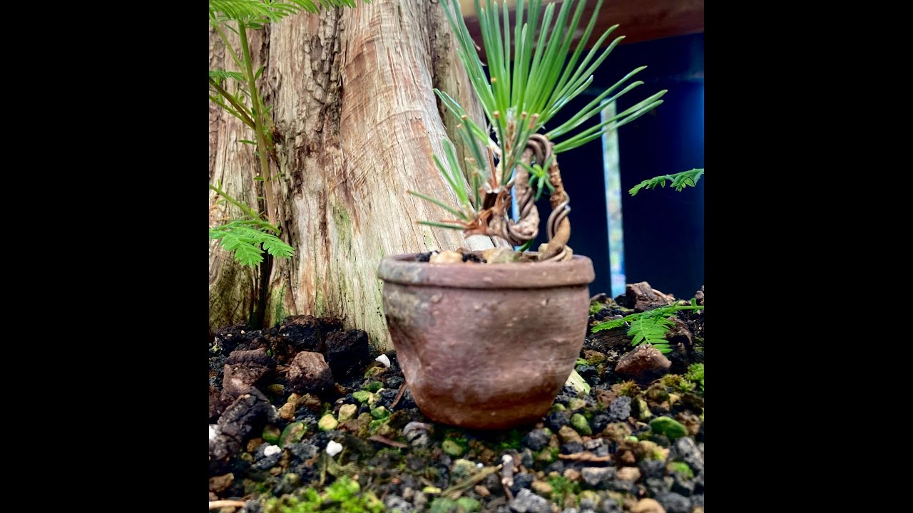 Patricia O'Connor, The Bonsai Balcony: The very large and the very ...