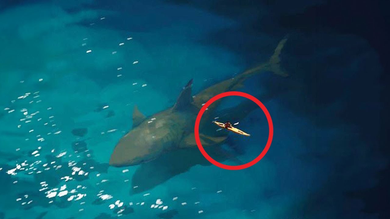 Scary Megalodon Stories That'll Make You Fear the Ocean - YouTube