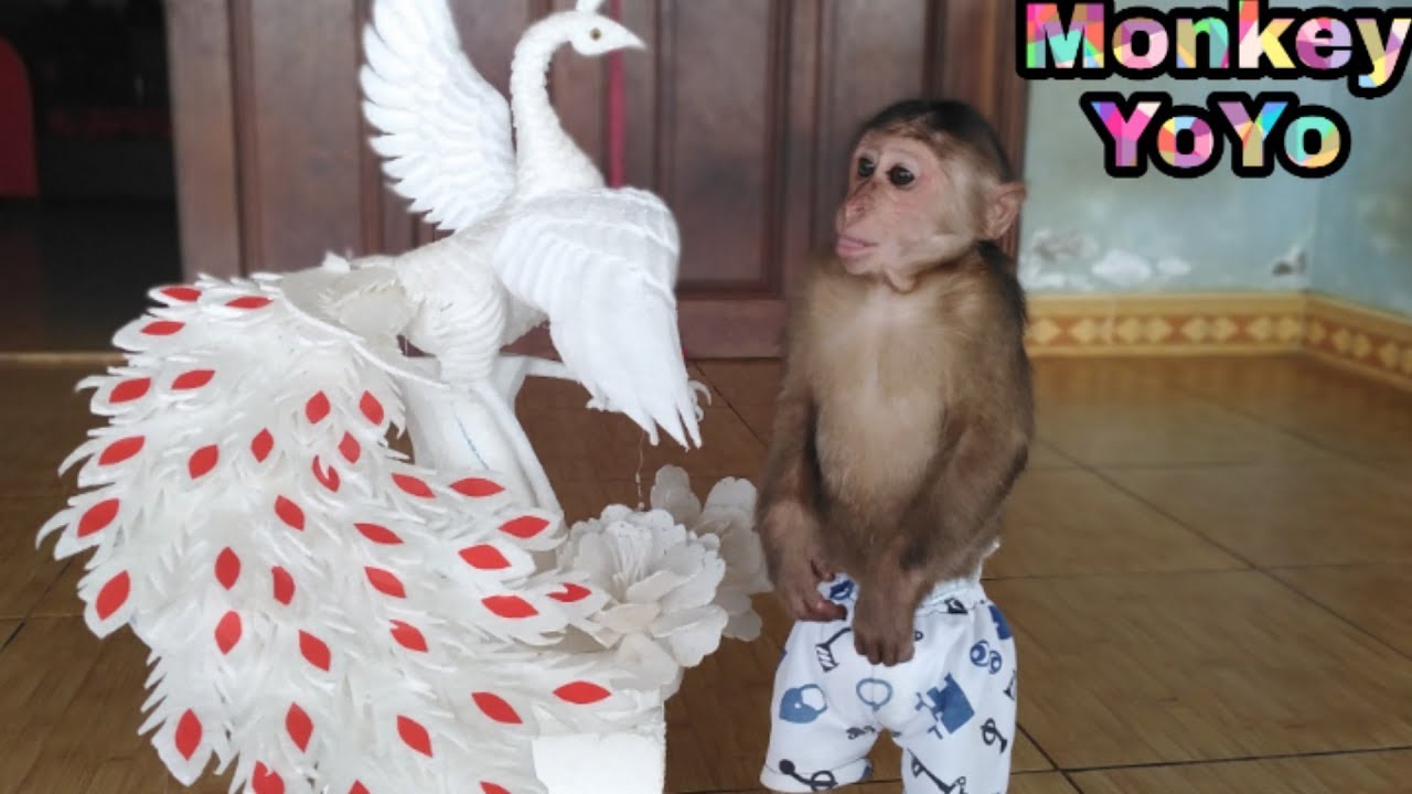 Monkey Yoyo helps dad work | Monkey Baby Yoyo | - YouTube