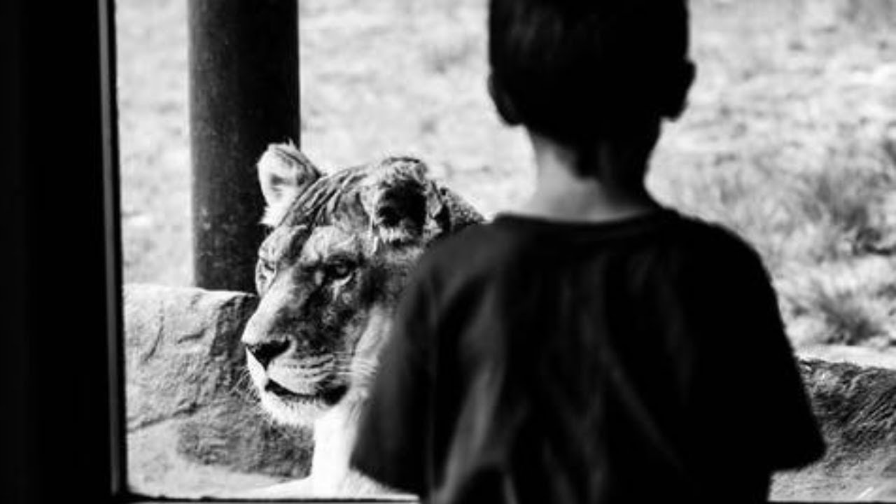 Animal Strike at the Zoo Read Aloud - Animals at the Zoo - YouTube