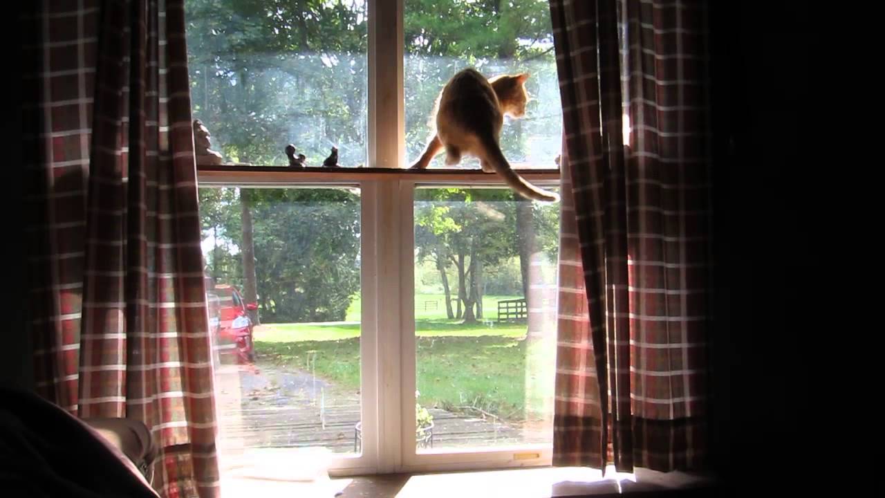 Cat does chin-ups - multiple reps - YouTube