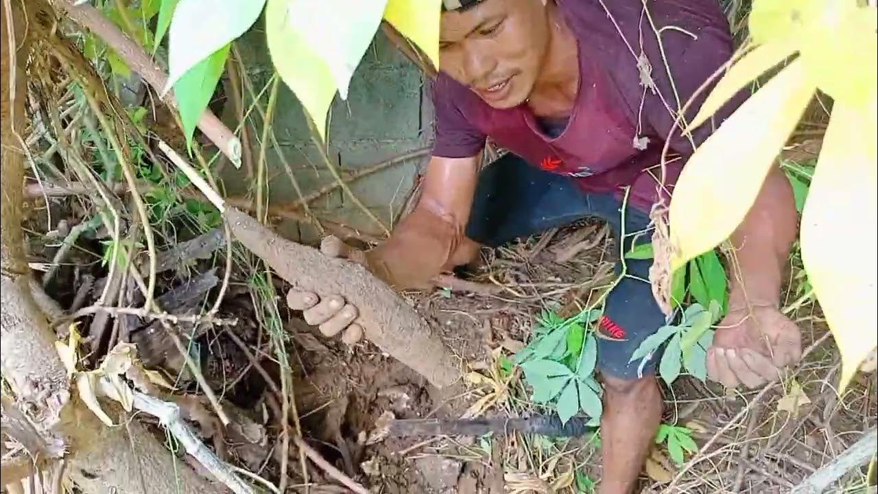 Watch on my fb page Kabsat Boy Kahoy Vlog the p.1 and p.2.Shout out mga kaprobinsiya.Agkali tayo ...