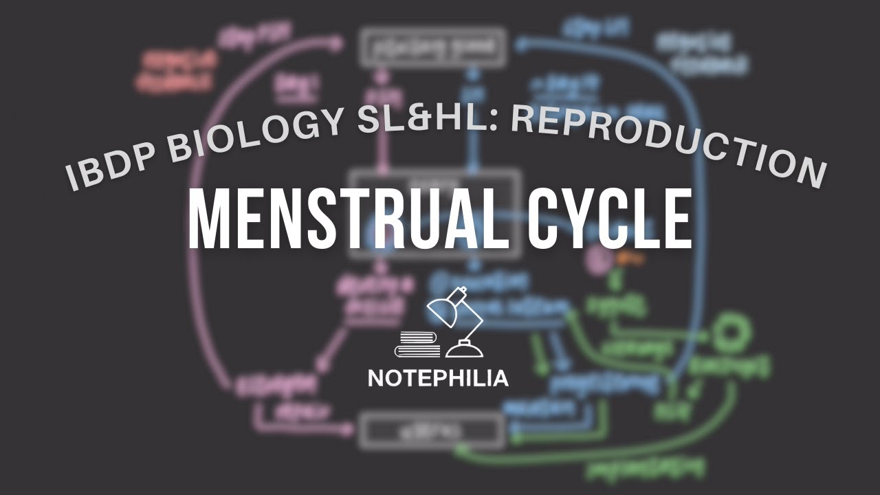 [IB Biology SL&HL] Menstrual Cycle - YouTube
