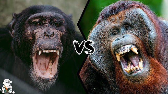 Gorilla Vs Orangutan Strength