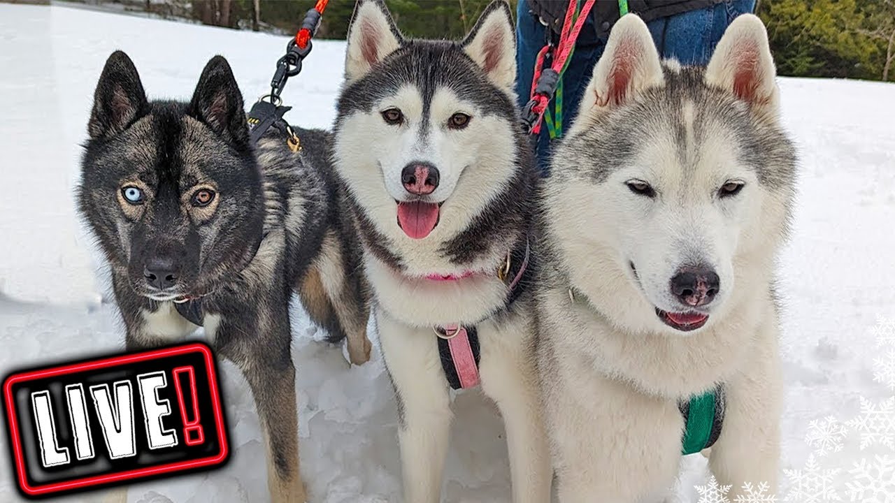 Husky Hangout LIVE 🔴 LIVE Q & A With our Siberian Huskies! - YouTube