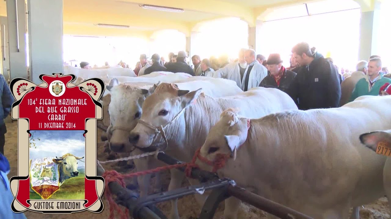 GUSTO channel: Fiera del Bue Grasso di Carrù 2014 - YouTube
