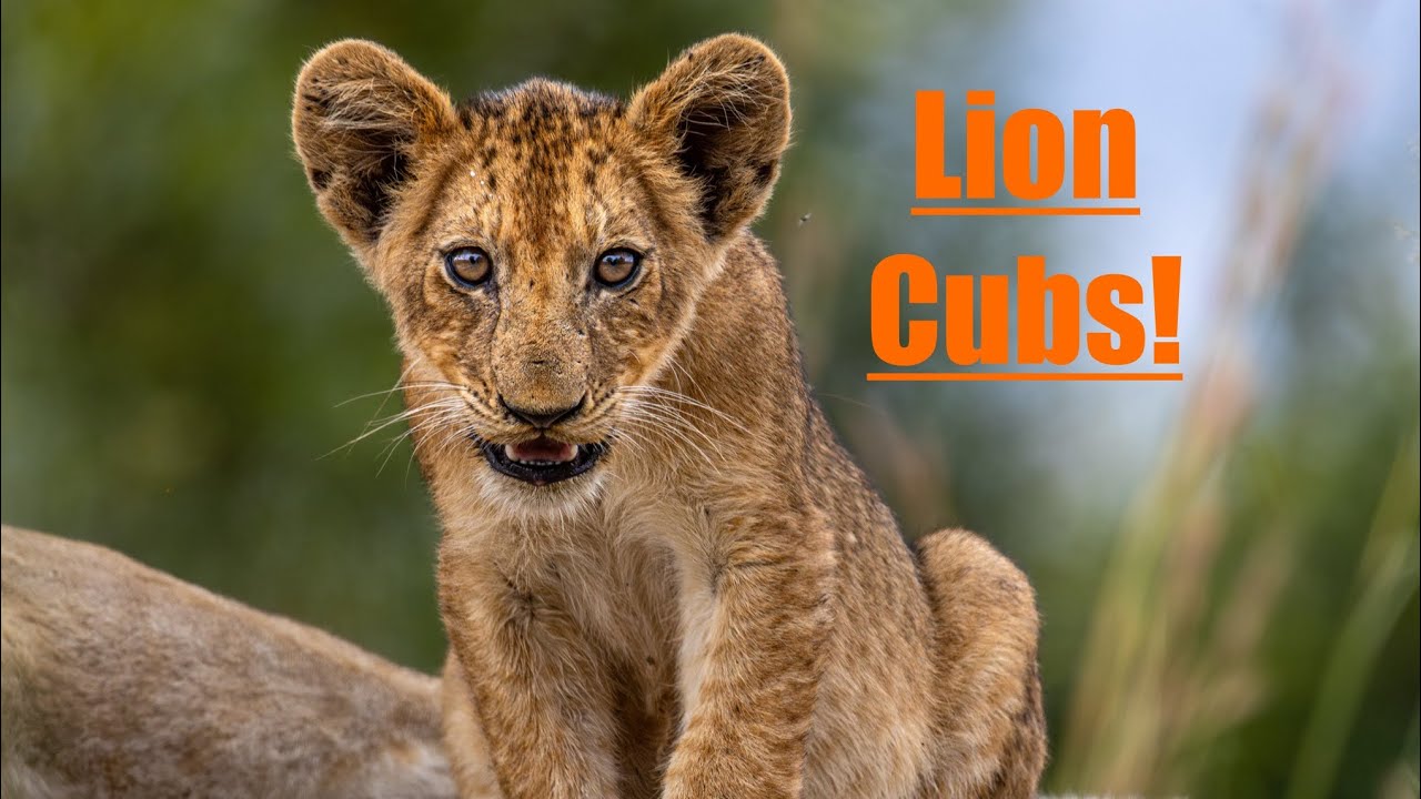 Lionesses with cute little lion cubs! - YouTube
