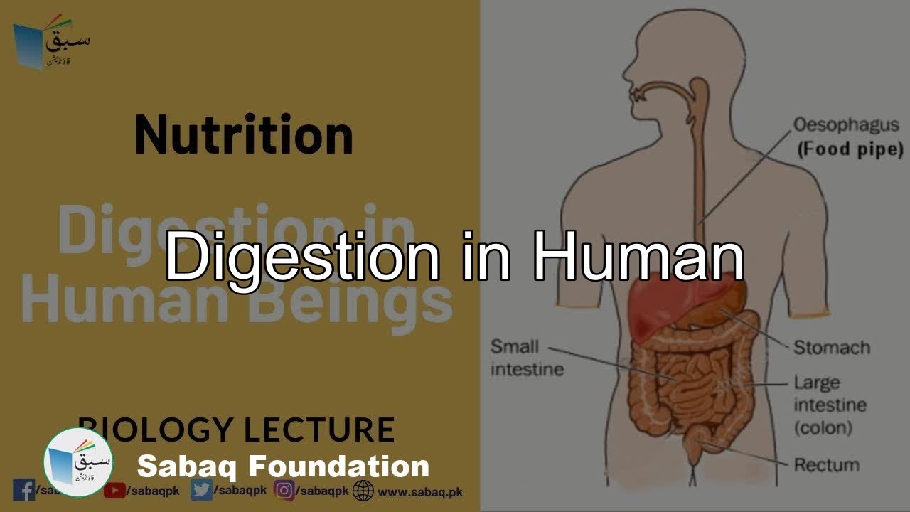 Digestion in Human, Biology Lecture | Sabaq.pk - YouTube