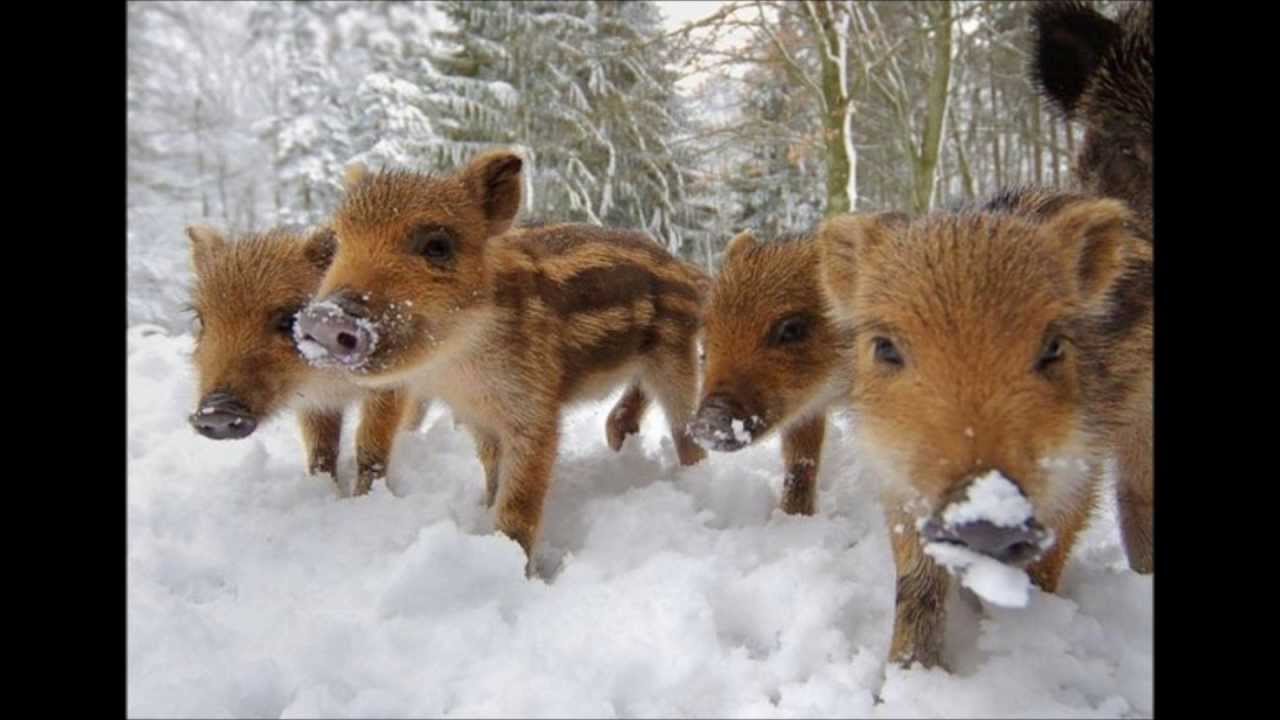 Wild Boar in Spanish Jabal YouTube wild-boar-in-spanish-jabal-youtube