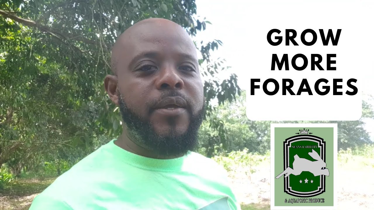 Trinidad Rabbit Farming - Grow More Forages - YouTube