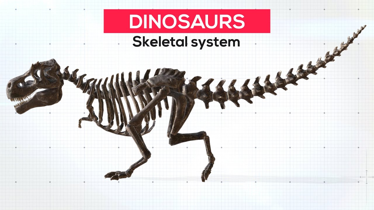 A look inside Dinosaurs Anatomy - Part 01 - YouTube