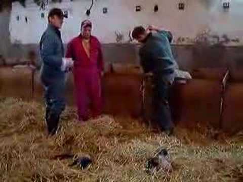 Another live lamb birth at sheep.com - YouTube